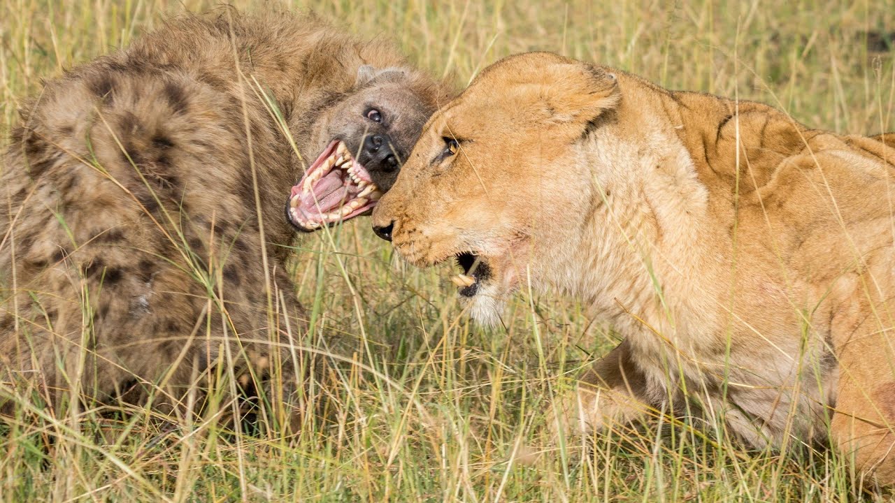 8 Times Wild Animals Surrounds Its Prey So It Can't Escape - YouTube