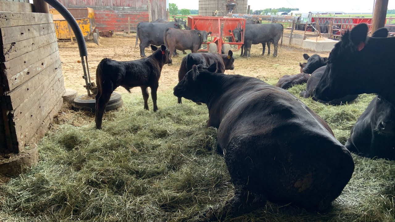 Haulin Out Cow Poo! - YouTube