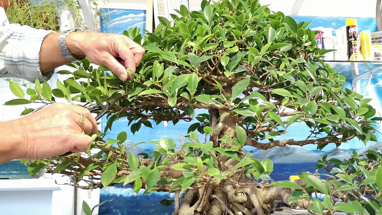 Ficus microcarpa variedad retusa 4rt parte poda y remodelado jardín de ...