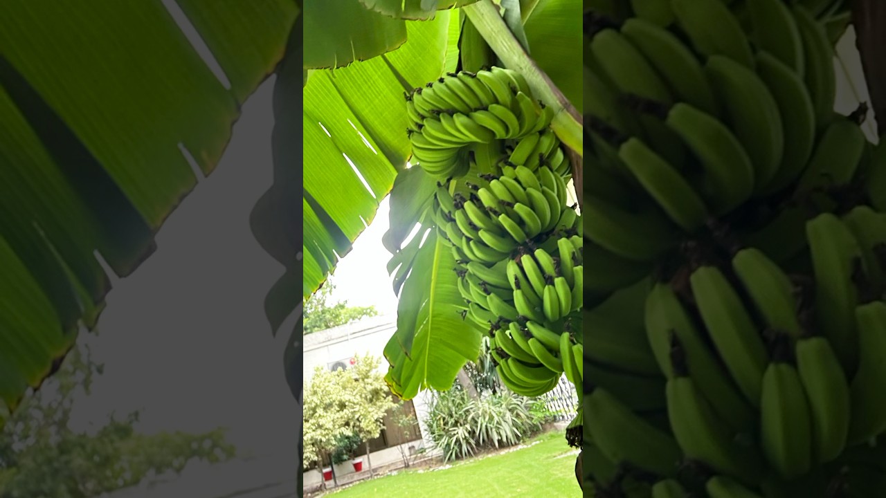 Fila Banana Ready To Harvest Green Ripe Bananas for Minions - YouTube