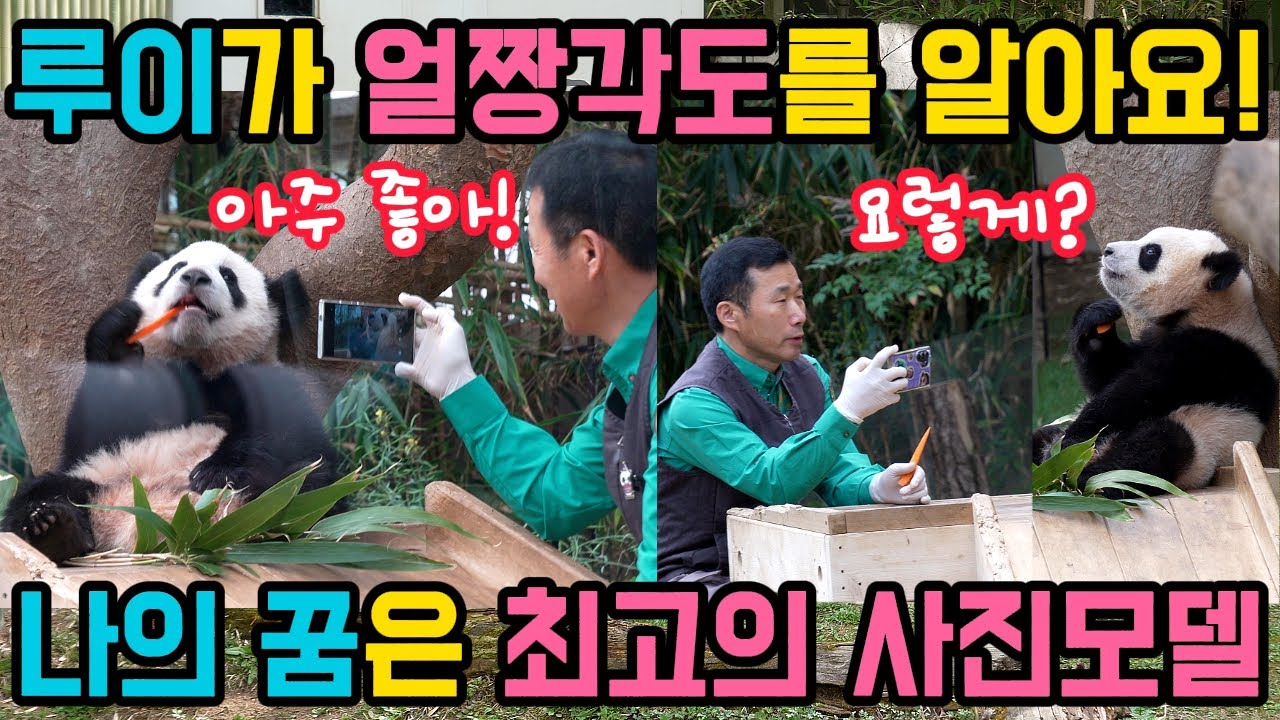 루이바오가 얼짱각도를 알아요 루공주의 장래 희망은 최고의 사진모델 강바오님도 감탄을 하네요🐼러바오의 작심일일😍라쿤의 귀여움에 푹 빠졌어요푸바오러바오아이바오