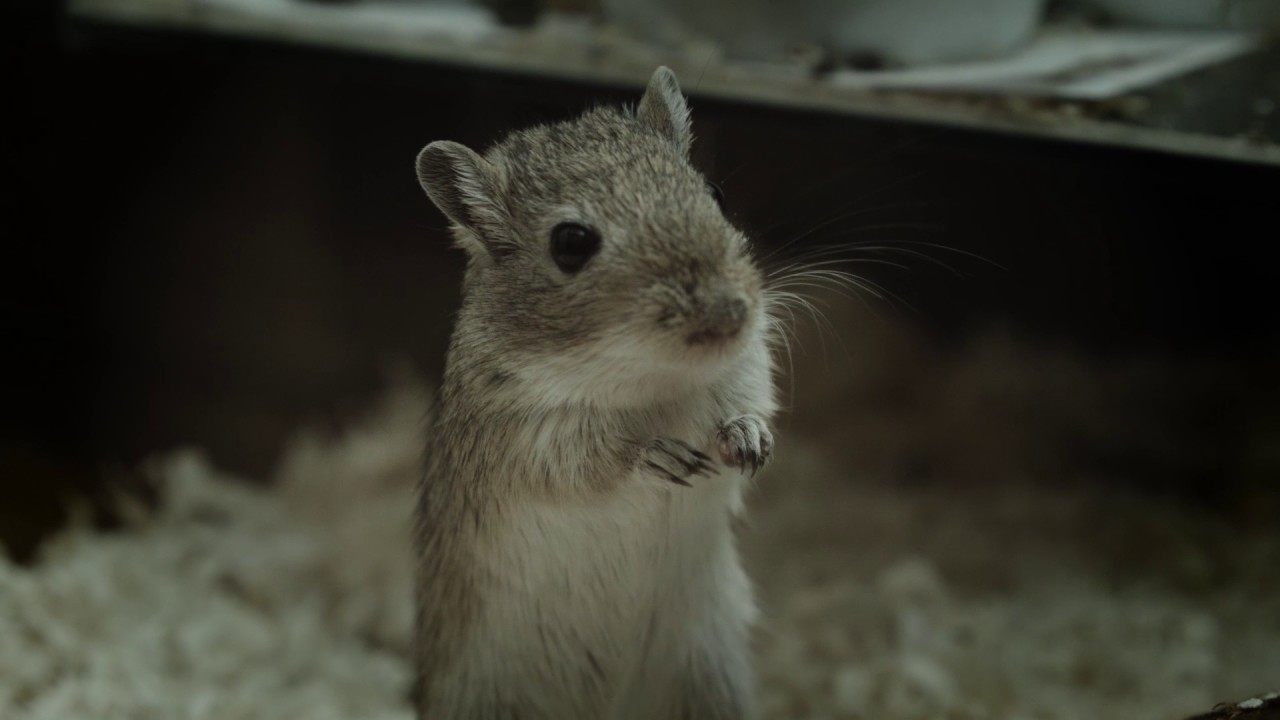 Gerrie, a small Gerbil in a big city - YouTube