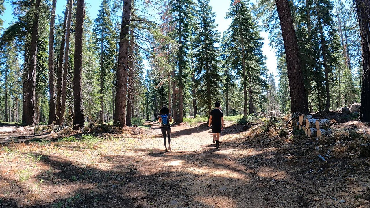 Virtual Forest Hike. Tahoe California. - YouTube