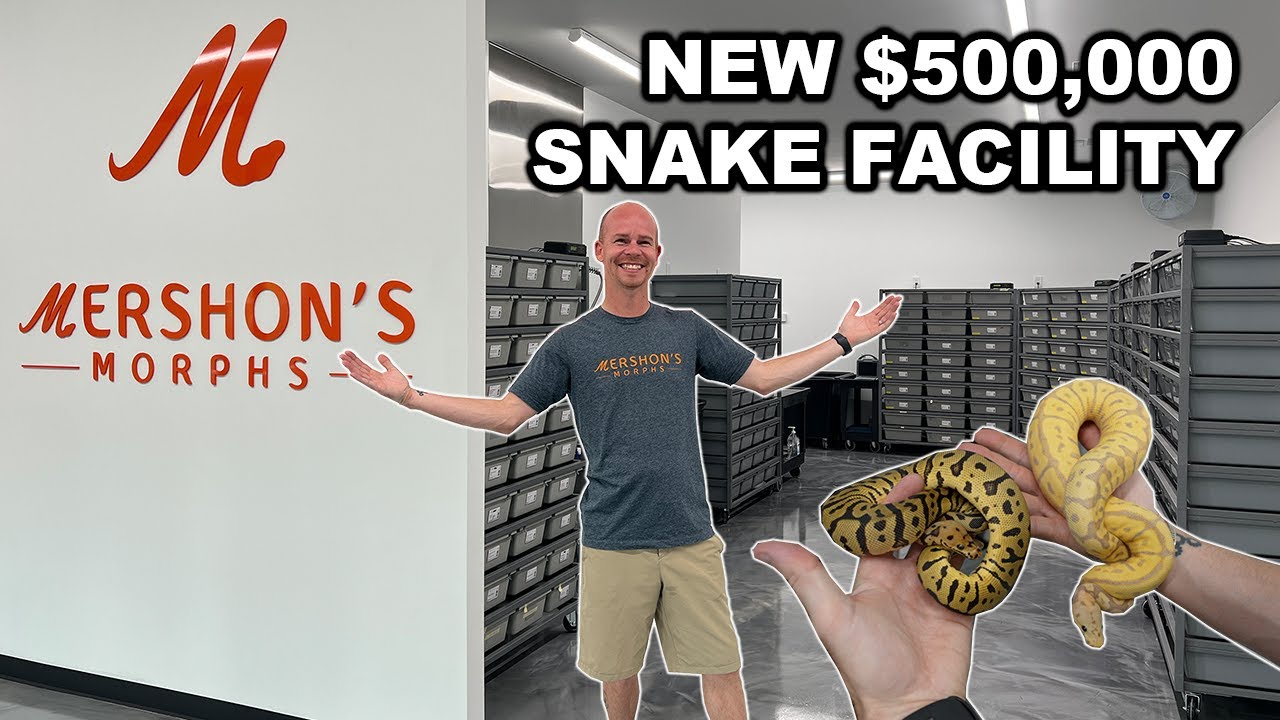 HOW TO BUILD A SNAKE FACILITY! TIPS AND TOUR WITH MERSHONS MORPHS # ...