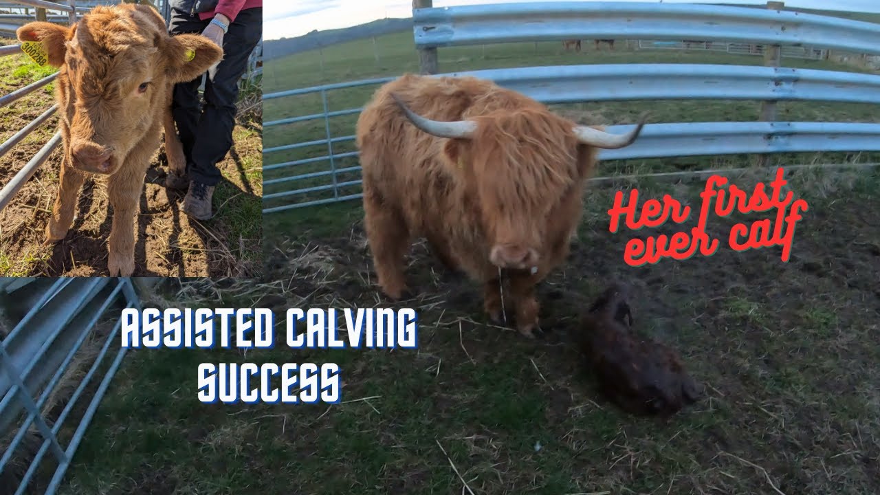 NEVER A QUIET DAY - CALVING PROBLEMS WHEN THE SHEEP ARE HAVING A DAY ...