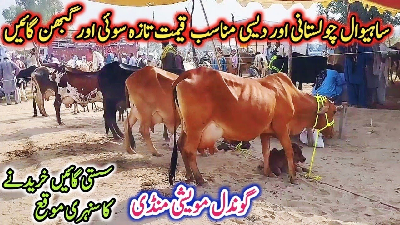 30-07-2024 Milikng cows Fresh Rate on Gondal Mandi!Gondal Mandi latest ...