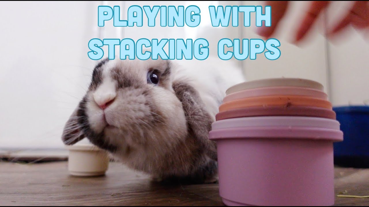 Bunny Playing with Stacking Cups! - YouTube