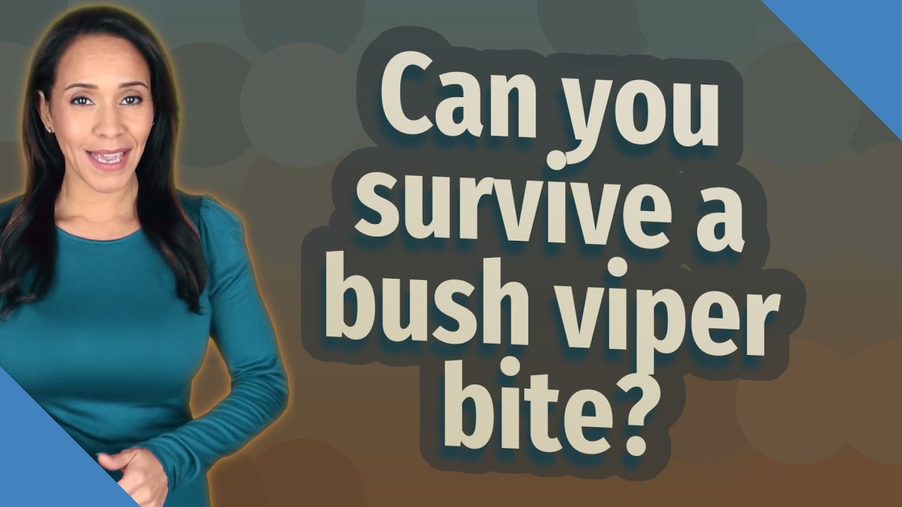 Can you survive a bush viper bite? - YouTube
