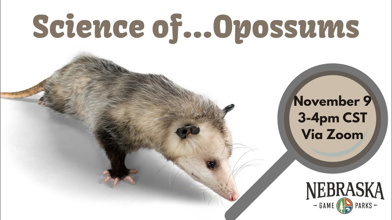 Science of...Opossums - YouTube