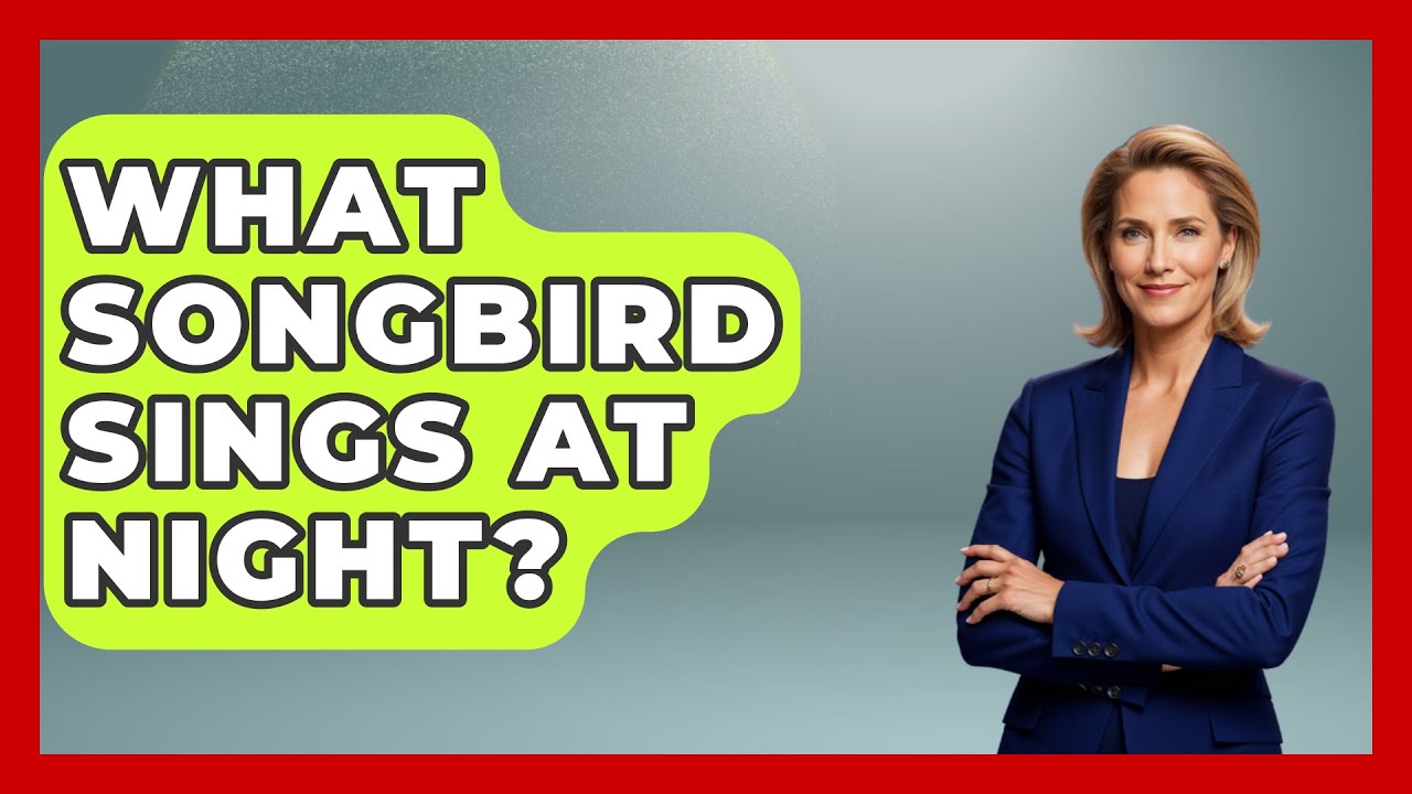 What Songbird Sings At Night? - Bird Watching Diaries - YouTube