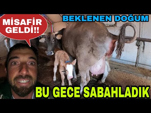 GECE GELEN MİSAFİR!! İNEĞİMİZ BUZAĞILADI MESAİ AGIR