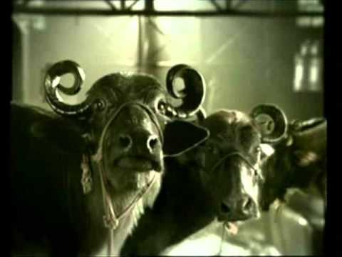 Fevicol Buffalo