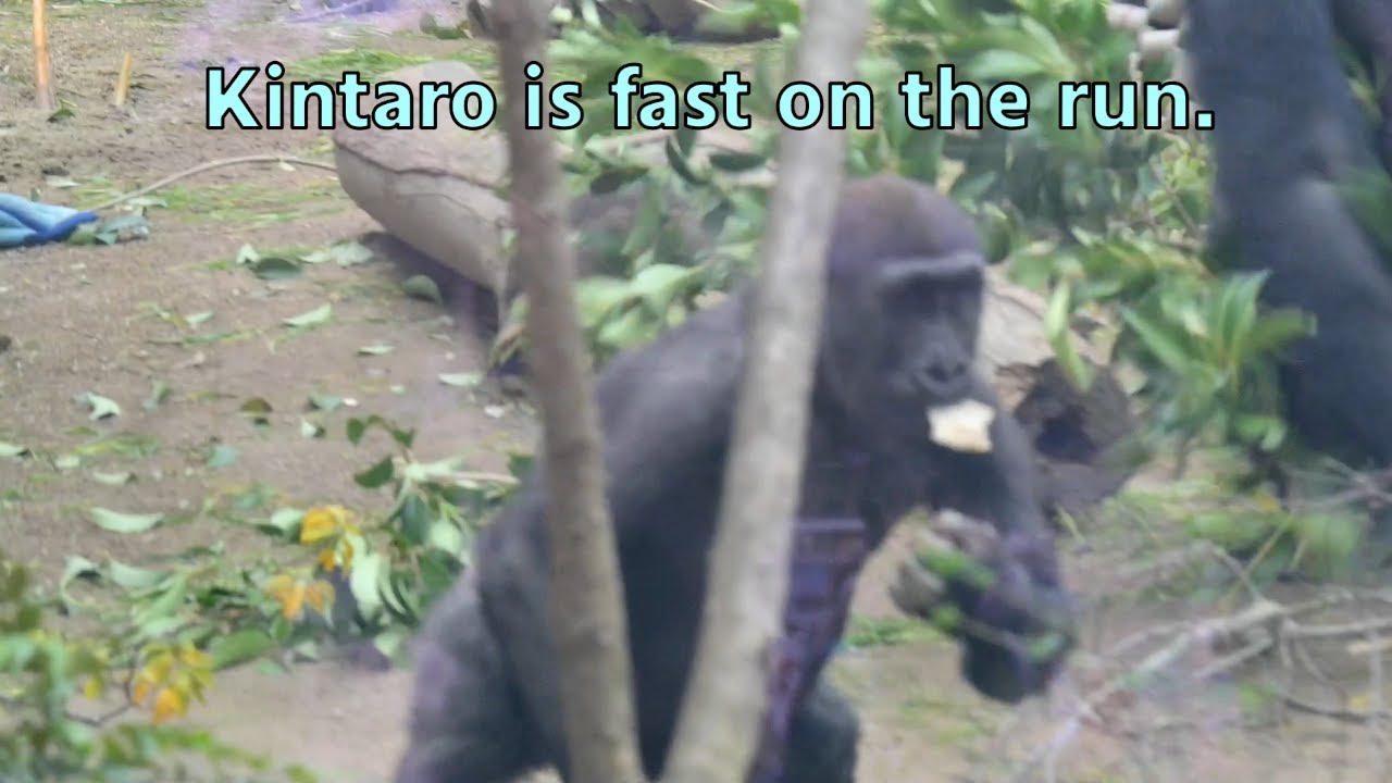 Gorilla Kintaro is a fast runner even in the middle of eating.【Kyoto ...