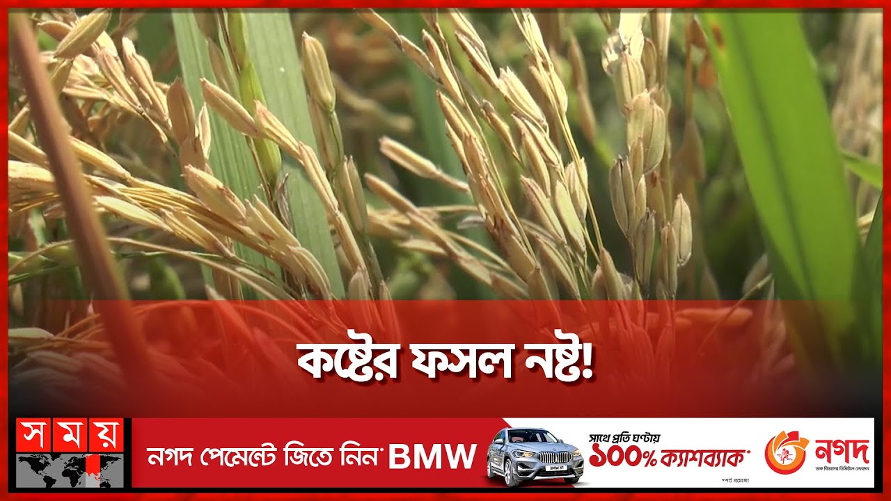 ঔষধ দিয়েও থামানো যাচ্ছে না ব্লাস্টের বিস্তার | Rice Blast | Blast ...