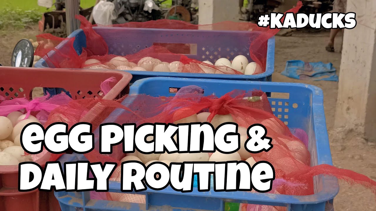 EP104 - EGG PICKING + DAILY ROUTINE IN POULTRY #Kaducks - YouTube