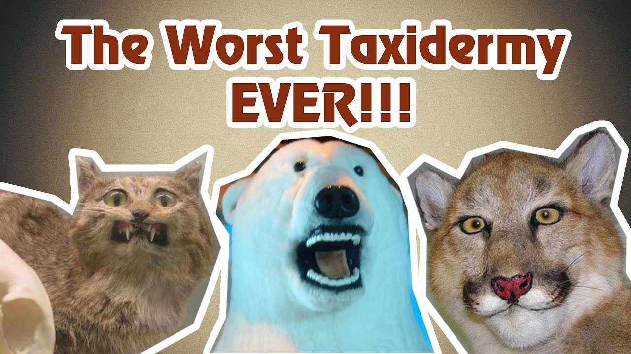 Examples Of The Worst Taxidermy EVER 😄 Taxidermy Fails - YouTube