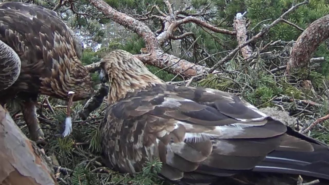 Kaljukotkas~Kalju brings a rodent gift for Helju~10:16 AM 2022/03/19 ...