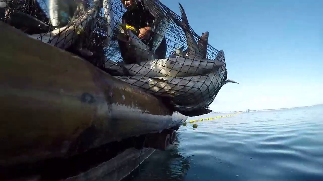 Bunsod Fishing - Baho-baho, Bat-og Fish Catch - Philippines Fishing ...