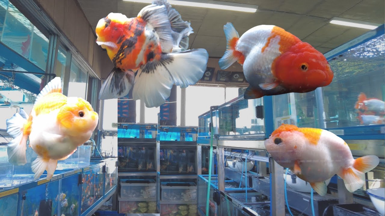 Famous Goldfish farm Tour in Japan | MARUTERU GOLDFISH 😍😍😍 - YouTube