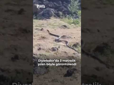 Diyarbakır'da 3 metrelik yılan böyle görüntülendi