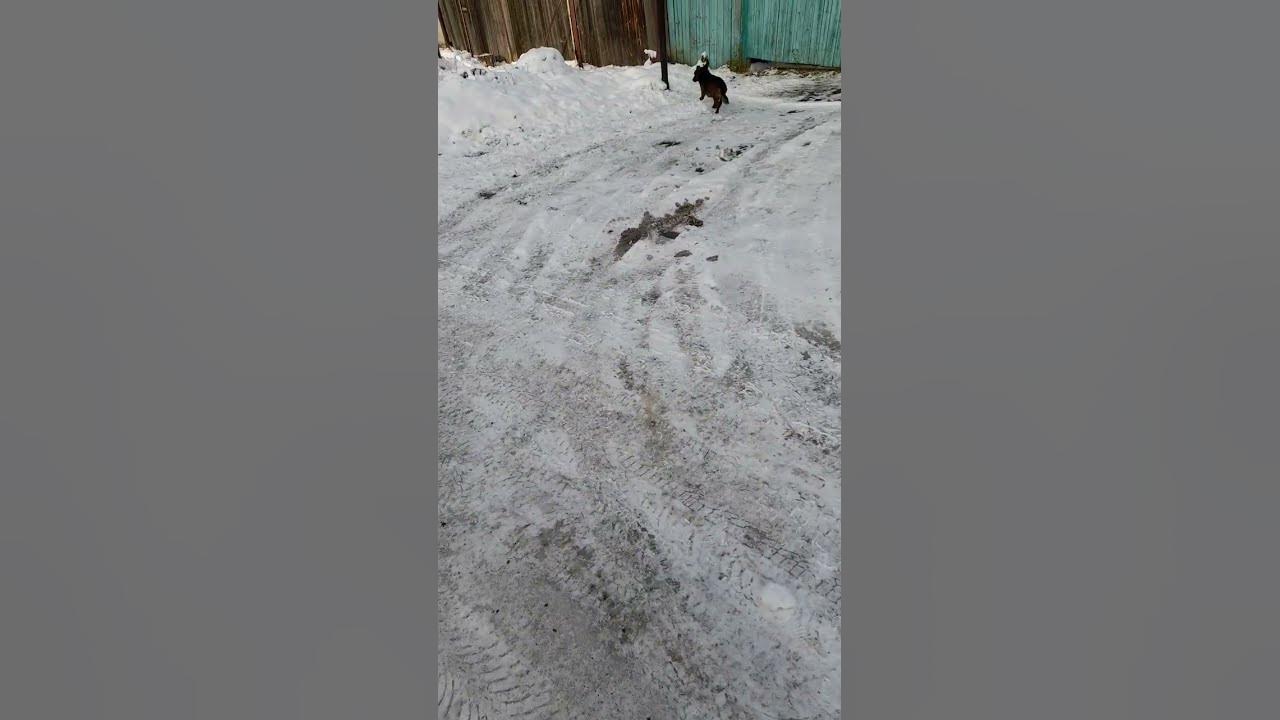 СОБАКА ГОЛОДНАЯ Александр Пичуев Shorts Youtube