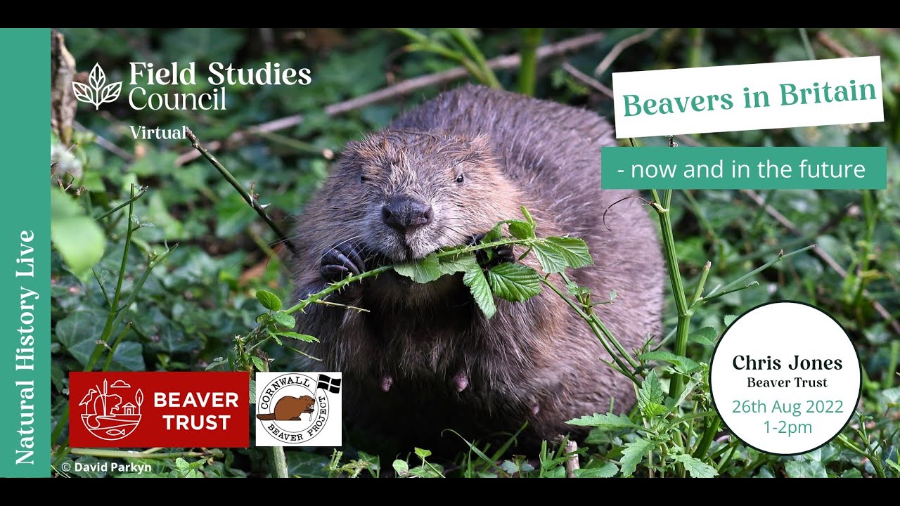Beavers in Britain: Now and in the Future - YouTube