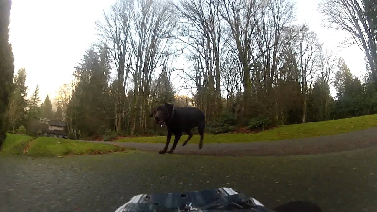 Dog 1, Gopro 0. - YouTube