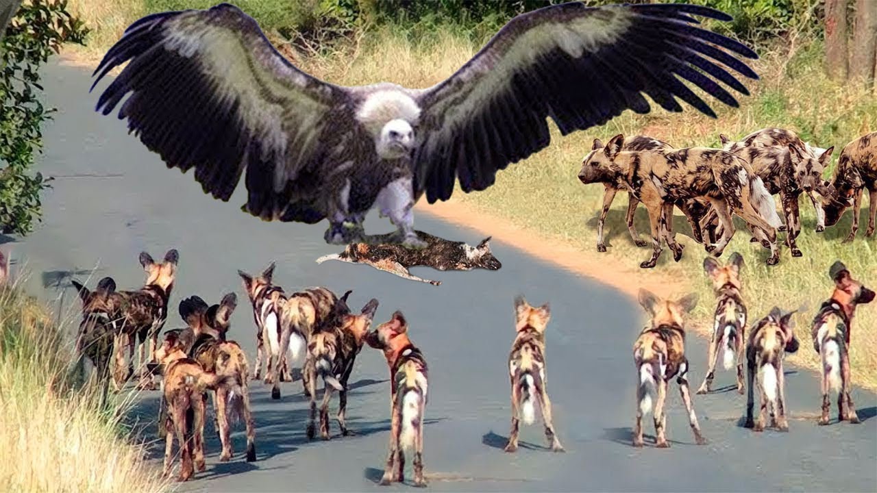 Wild Dogs Were Injured By The Sharp Claws Of Eagles Because They Dared ...