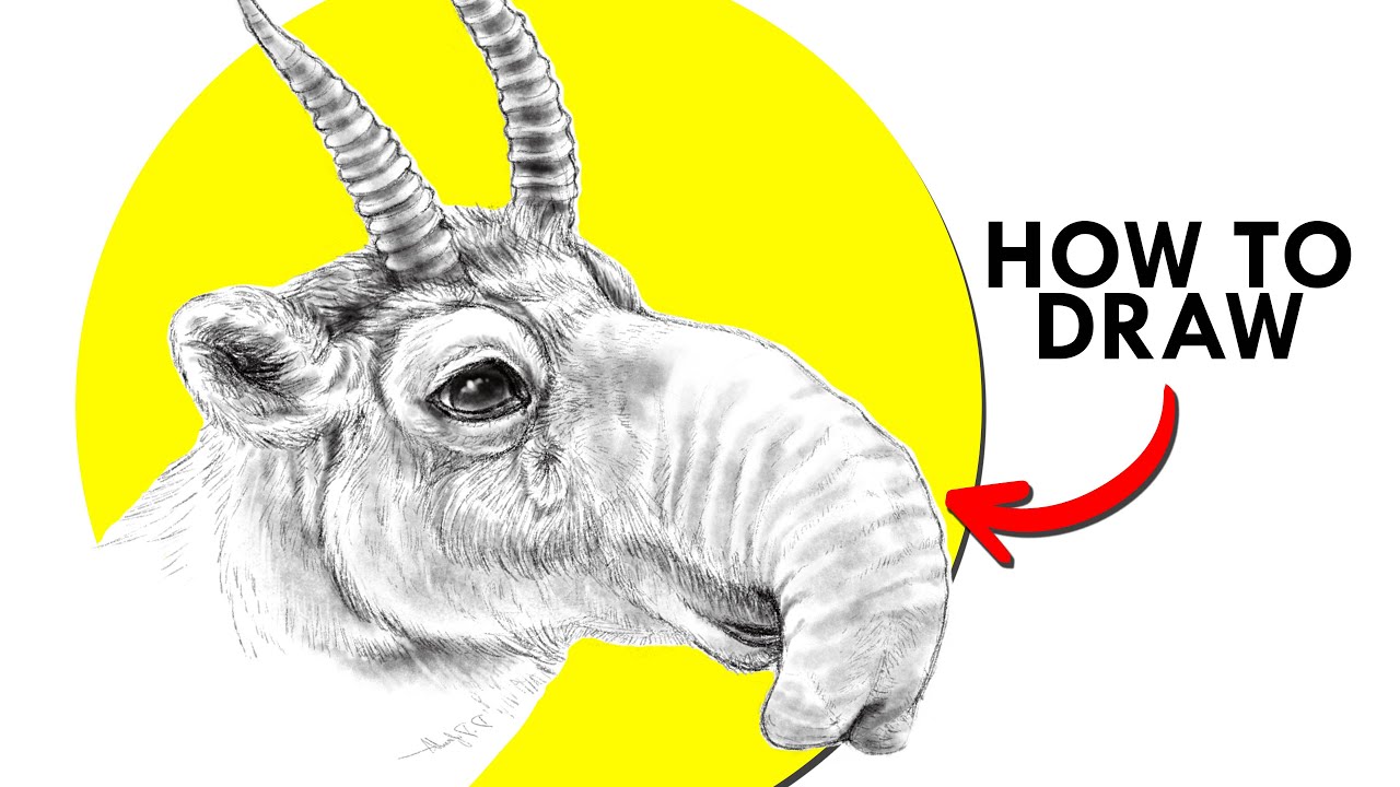 How To Draw A Saiga Antelope - YouTube