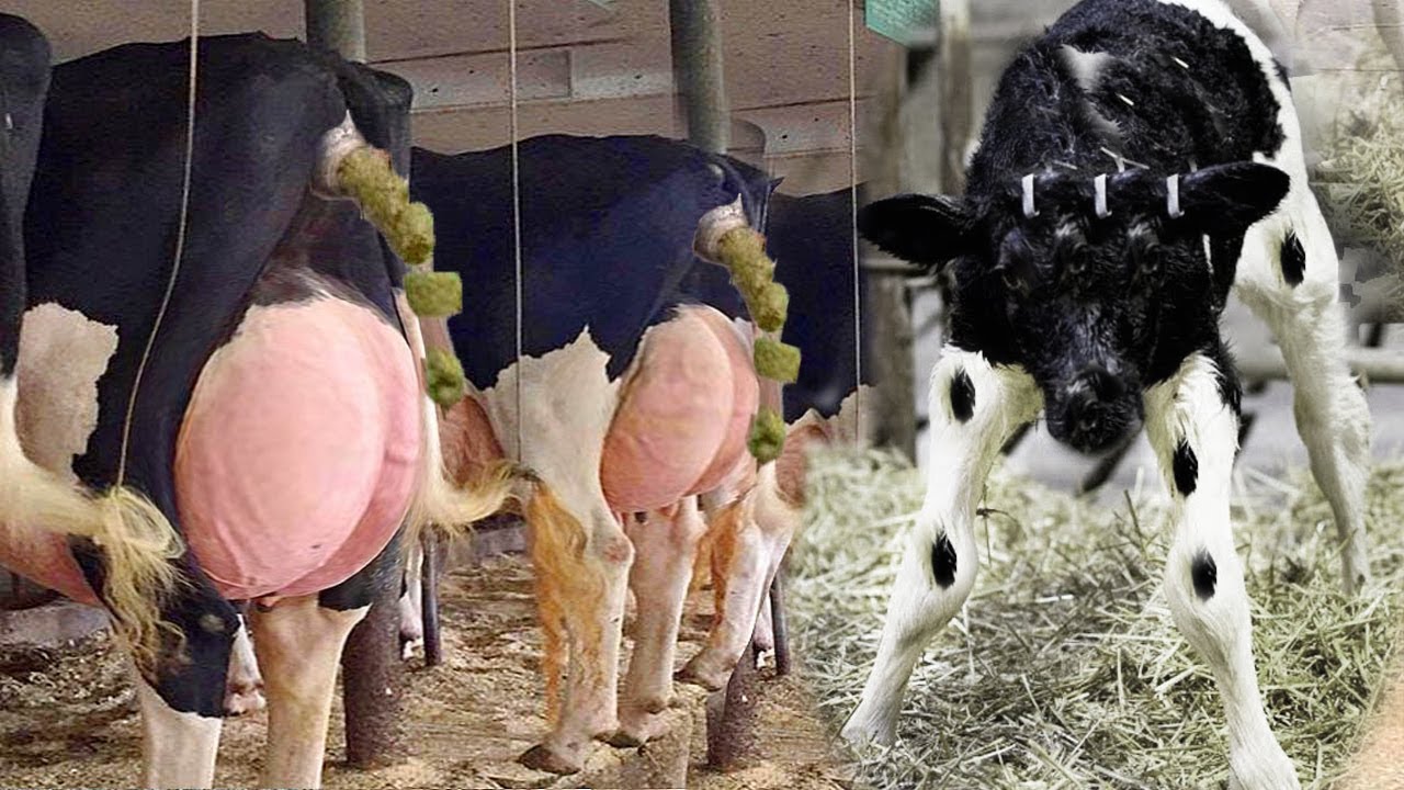 Amazing Transporting. Tails Trimming Cows. Beautiful Girls On the Dairy ...