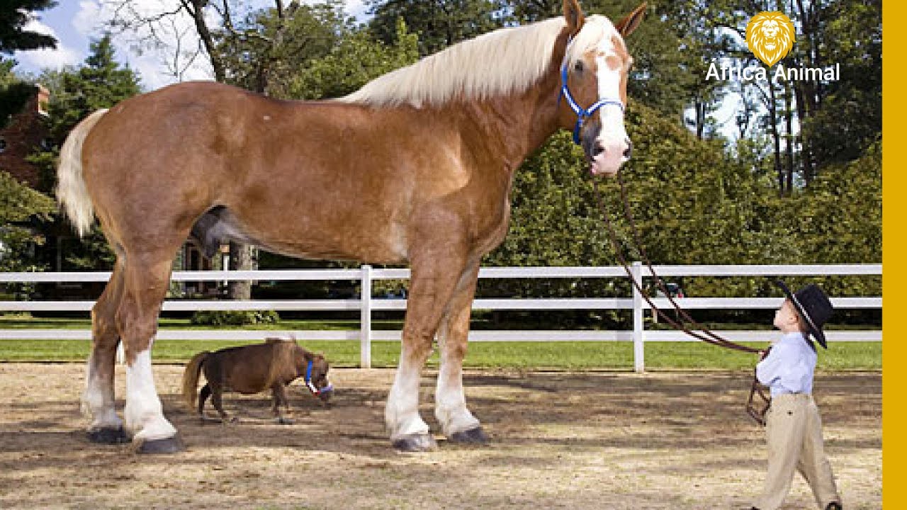 BIG JAKE O MAIR CAVALO DO MUNDO! - ÁFRICA ANIMAL - YouTube