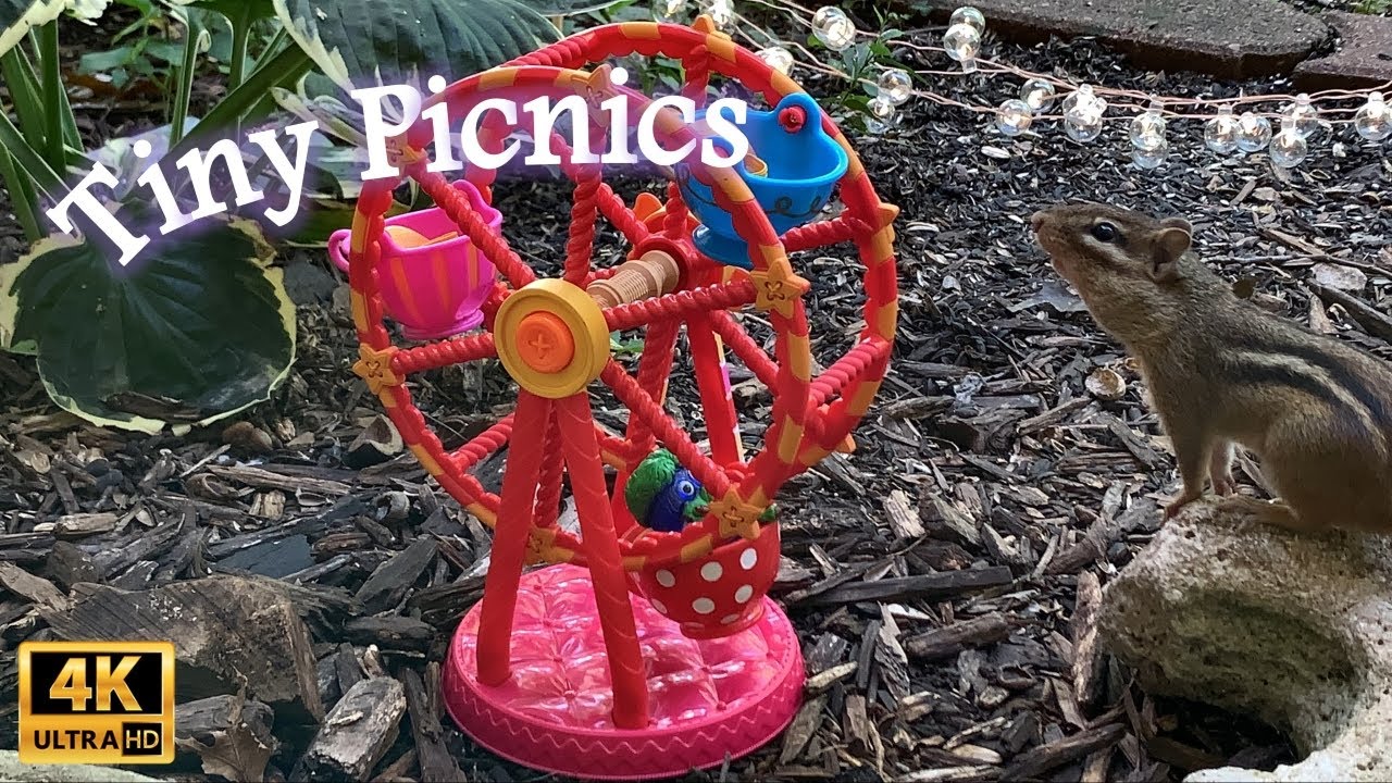 Trip to the Chipmunk Ferris Wheel! 🎡 4K - YouTube