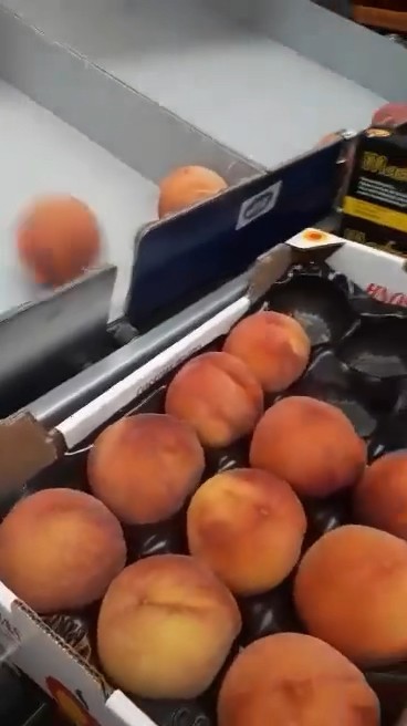 How peaches are packaged in factories 🍑#how #work #factory - YouTube