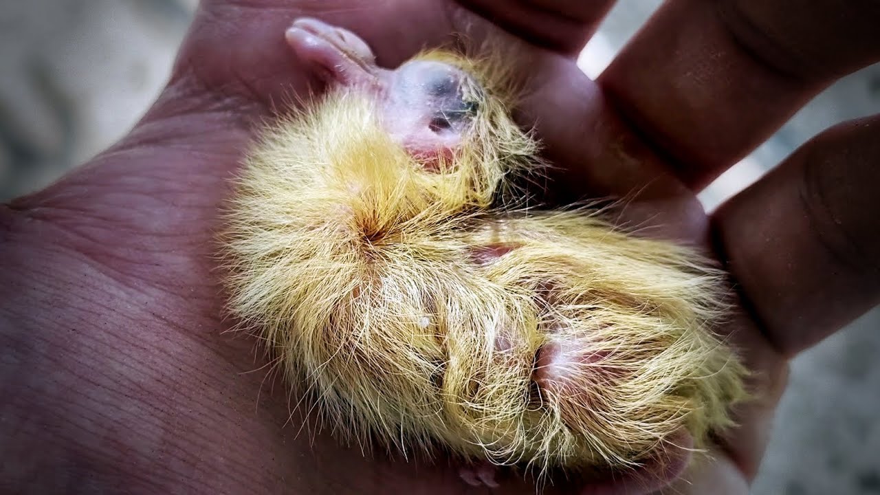 Nacimiento y Muerte de los primeros Pichones en la Finca - YouTube