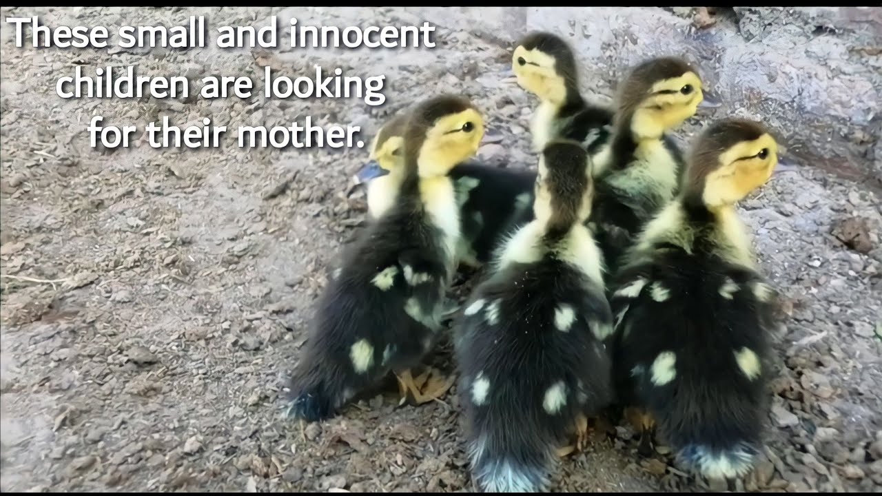Why is this duck children so sad? duck baby.. animal H 7 - YouTube