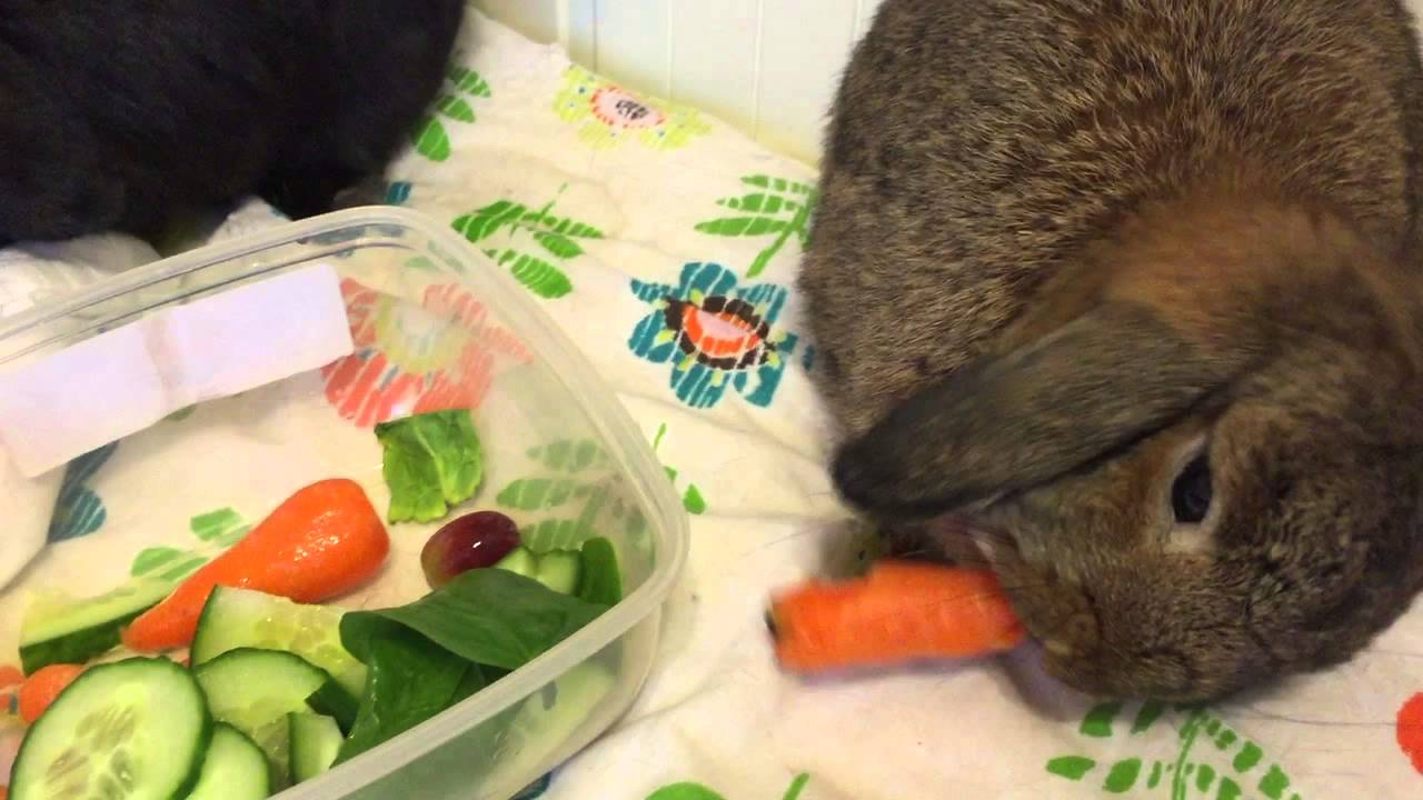 Adorable bunnies eating salad - YouTube
