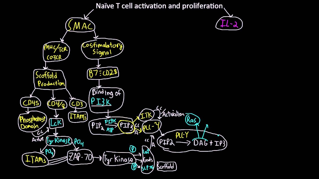 Naive T cell activaton and proliferation map - YouTube