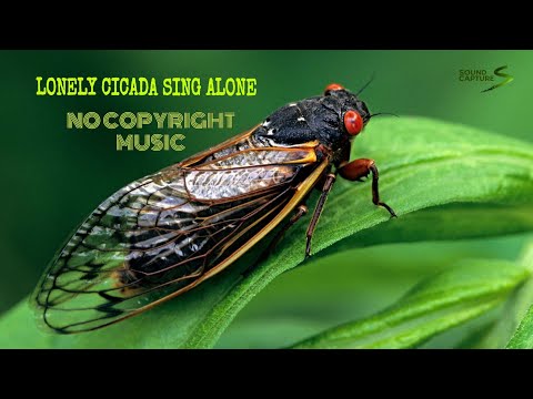 CICADA | SINGING SOUND | NO COPYRIGHT MUSICS | SOUND EFFECTS | SOUND CAPTURE