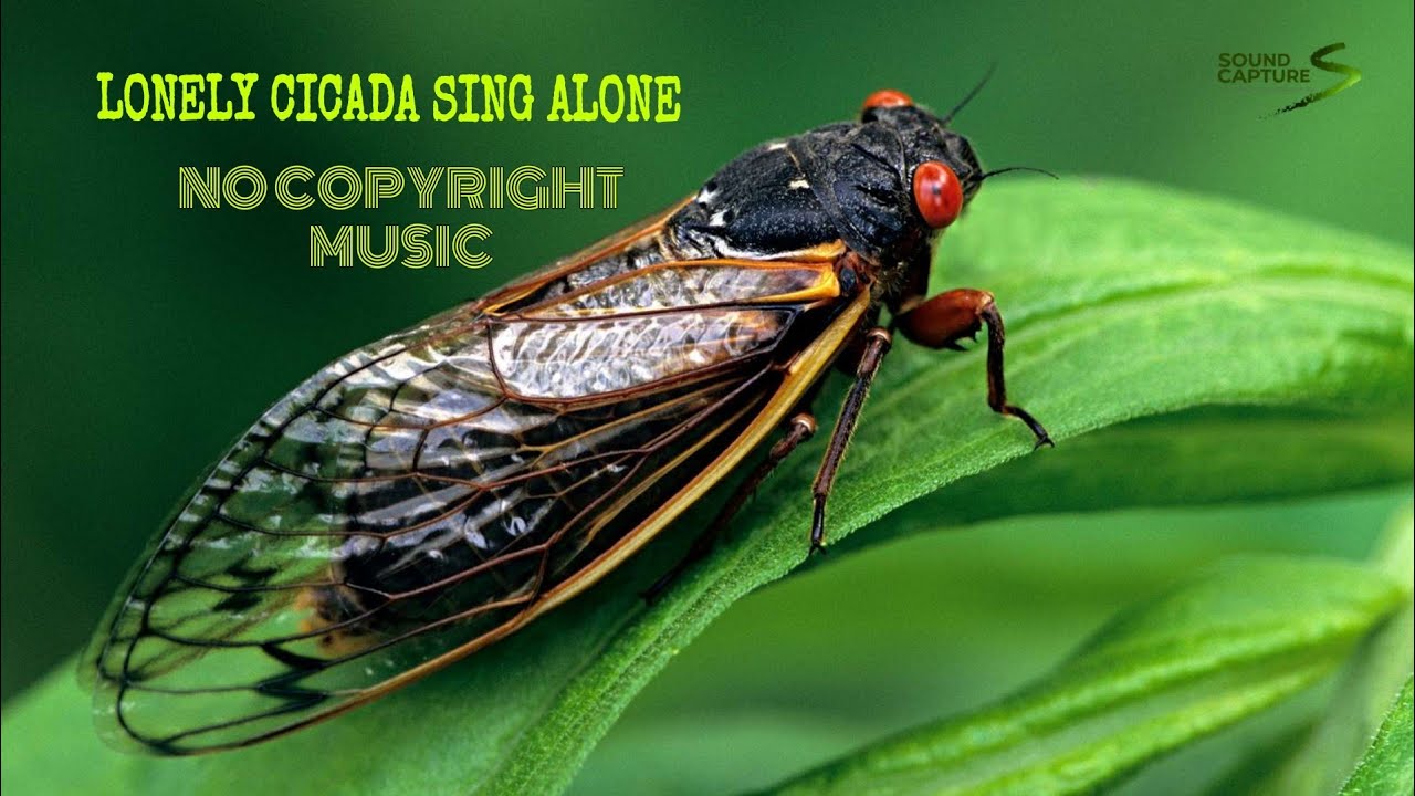 CICADA | SINGING SOUND | NO COPYRIGHT MUSICS | SOUND EFFECTS | SOUND ...