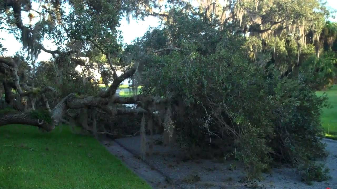 Giant Oak Tree Falls - YouTube
