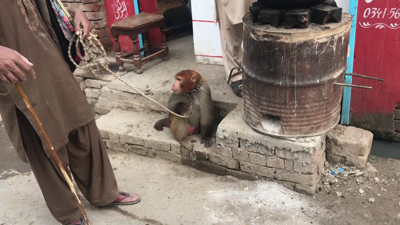 Monkey salute to me in saroki | بندر نے کیسے مجھے سلام کیا - YouTube