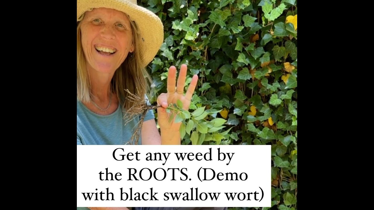 How To Weed (Remove The Roots!) - YouTube