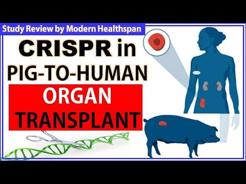 CRISPR In Pig-To-Human Organ Transplants | George Church Lab's Study ...