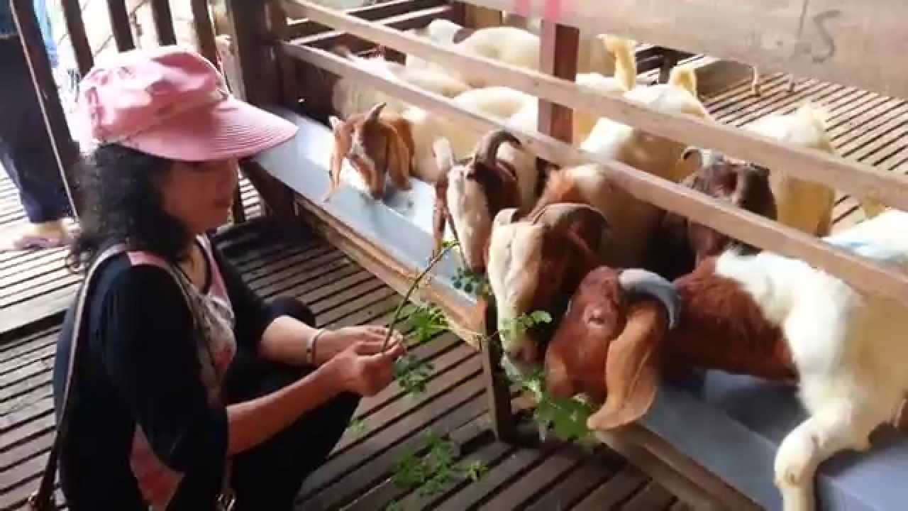 (1) GY HAPPY FARM BENTONG 20141012 100542 - YouTube