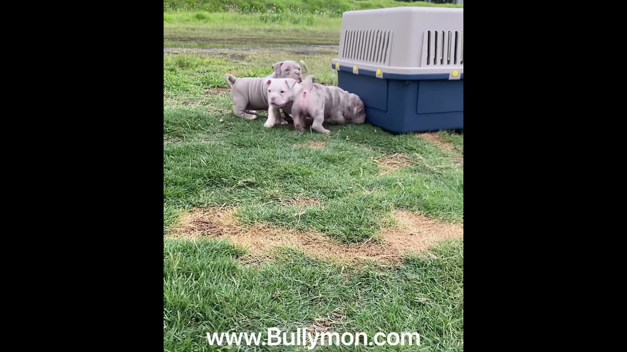 Bullymon puppies - Tri, Lilac, Merle, White, America Bully, Pocket ...