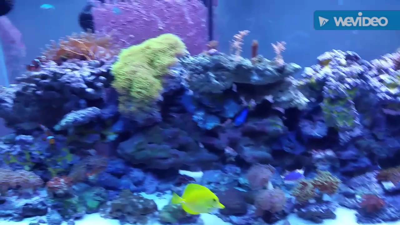 Ed's Fish Tank Extreme Tsunami sump refugium review - YouTube