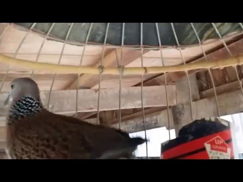 The cleaver bird | khmer bird | the bird |