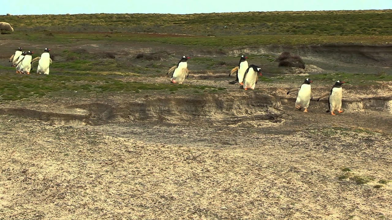 Penguins wandering down the penguin trail to the ocean - YouTube