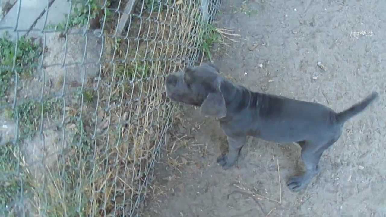 Neapolitan Mastiff Puppy Barking - YouTube