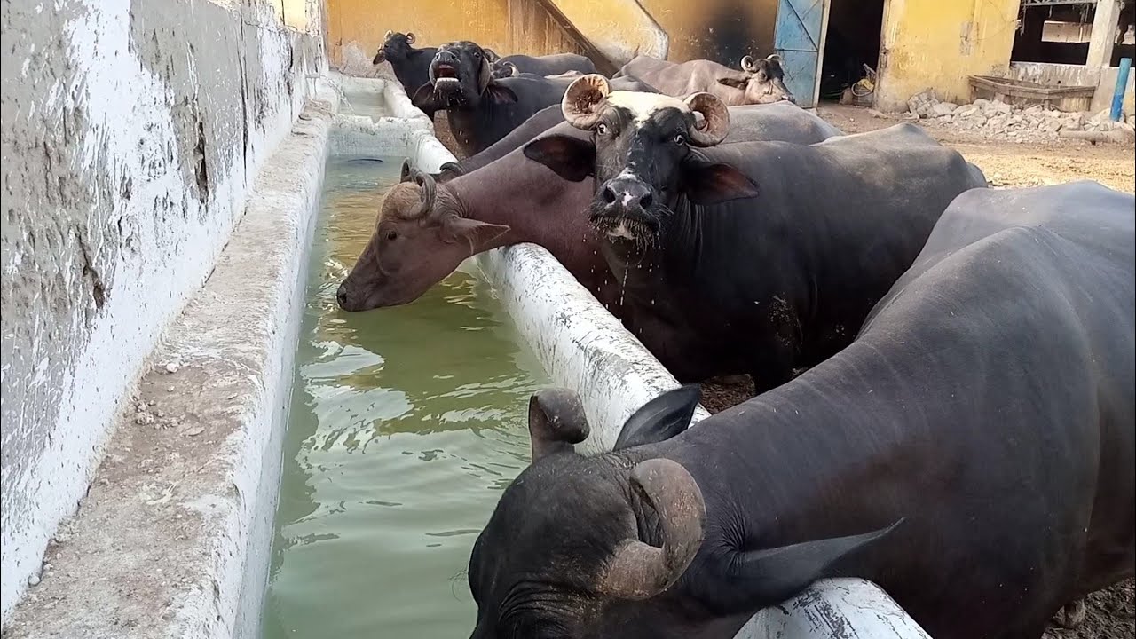Buffalo Dairy Farm Beautiful Buffalo farm Karachi Pakistan - YouTube